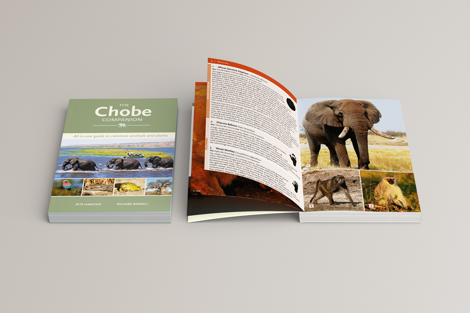 Chobe Companion - Twin Zebras